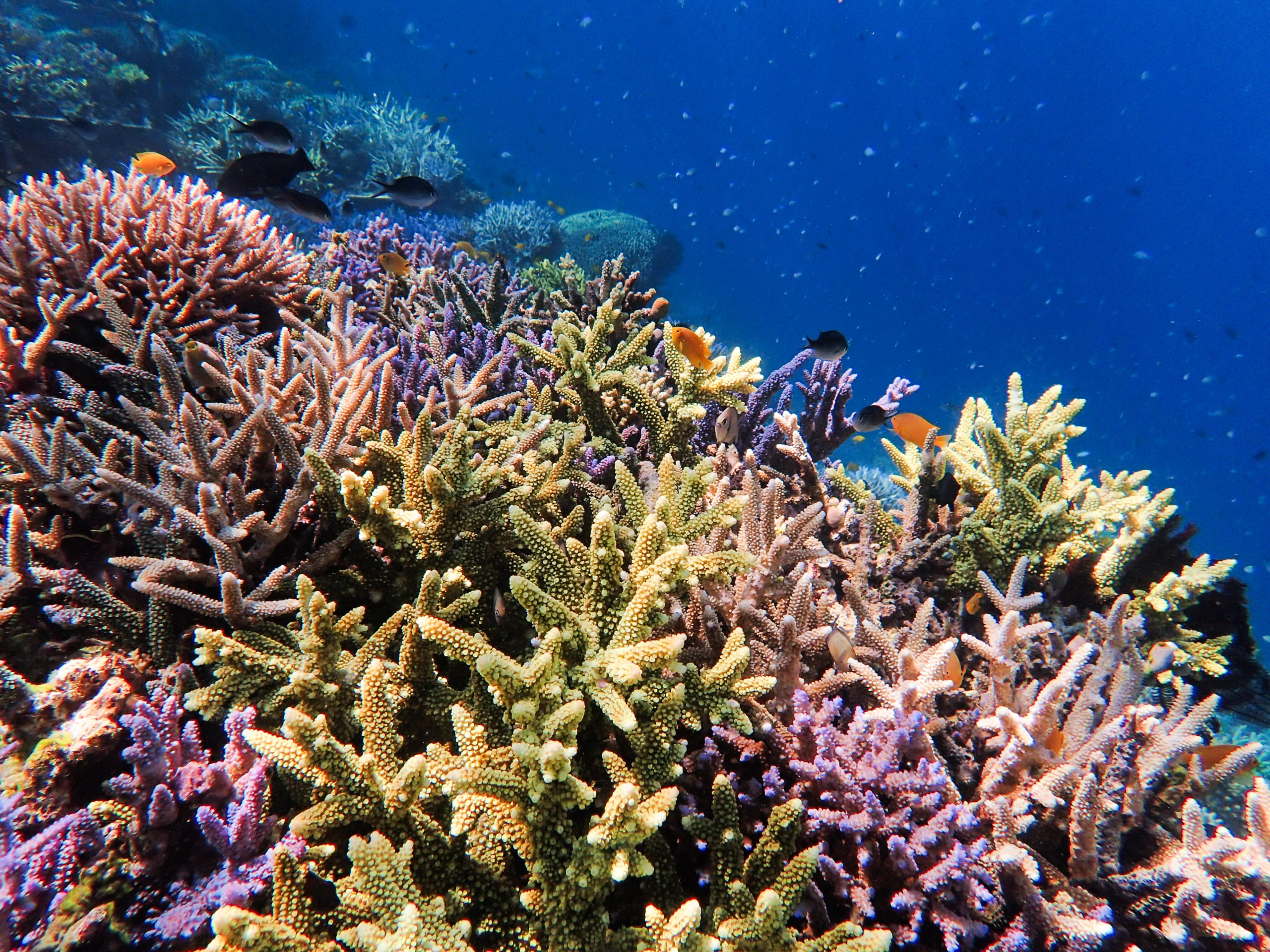 Indonesie_recif-restaure-par-Coral-Guardian_copyright-Coco-Tamlyn ...